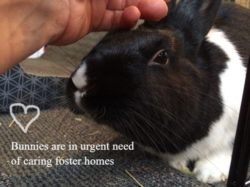 Home [www.therabbitresource.org]