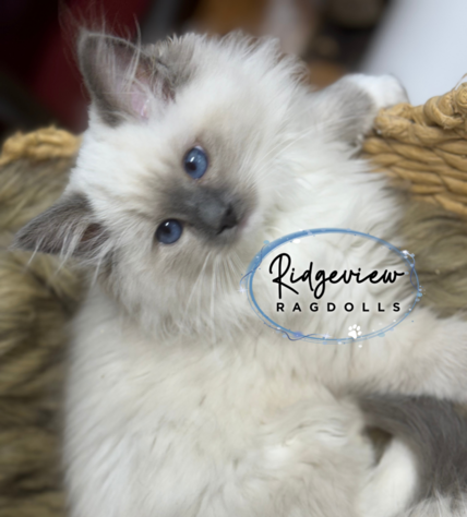 Ragdoll Kittens for sale