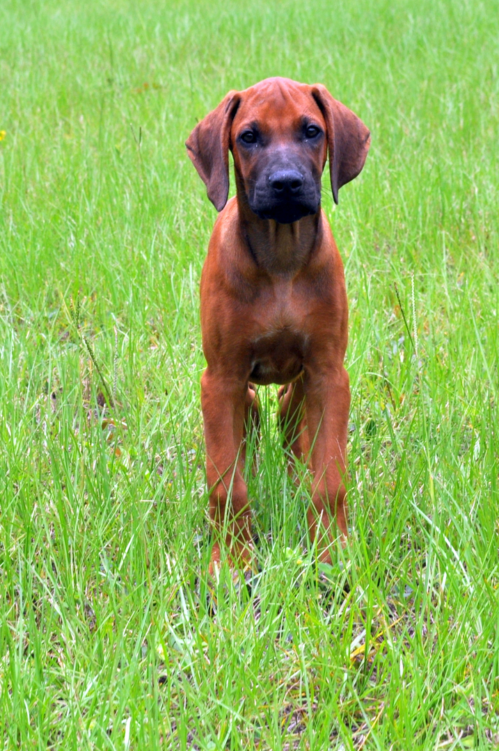 Rhodesian Ridgeback Puppies for Sale FL | Chioke Rhodesians