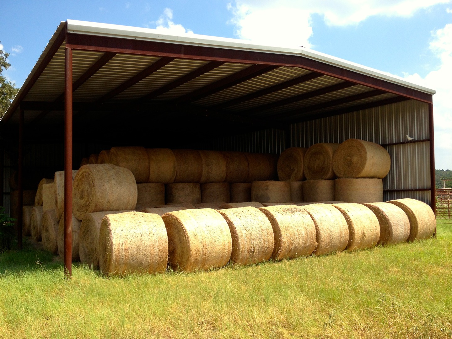 Gary Griffith in Dallas, Tx