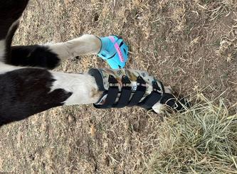 Home [www.veterinaryrehabtechnologies.com]