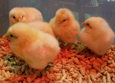 Home [www.helpfulhen.com]