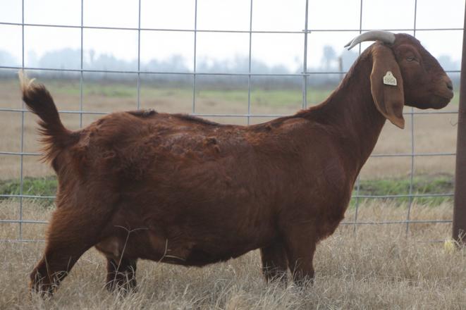 BREEDING AGE GOATS FOR SALE
