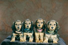 Dog Waste Removal/Pooper Scooper, Dog Poop Removal - McKinney, Frisco ...