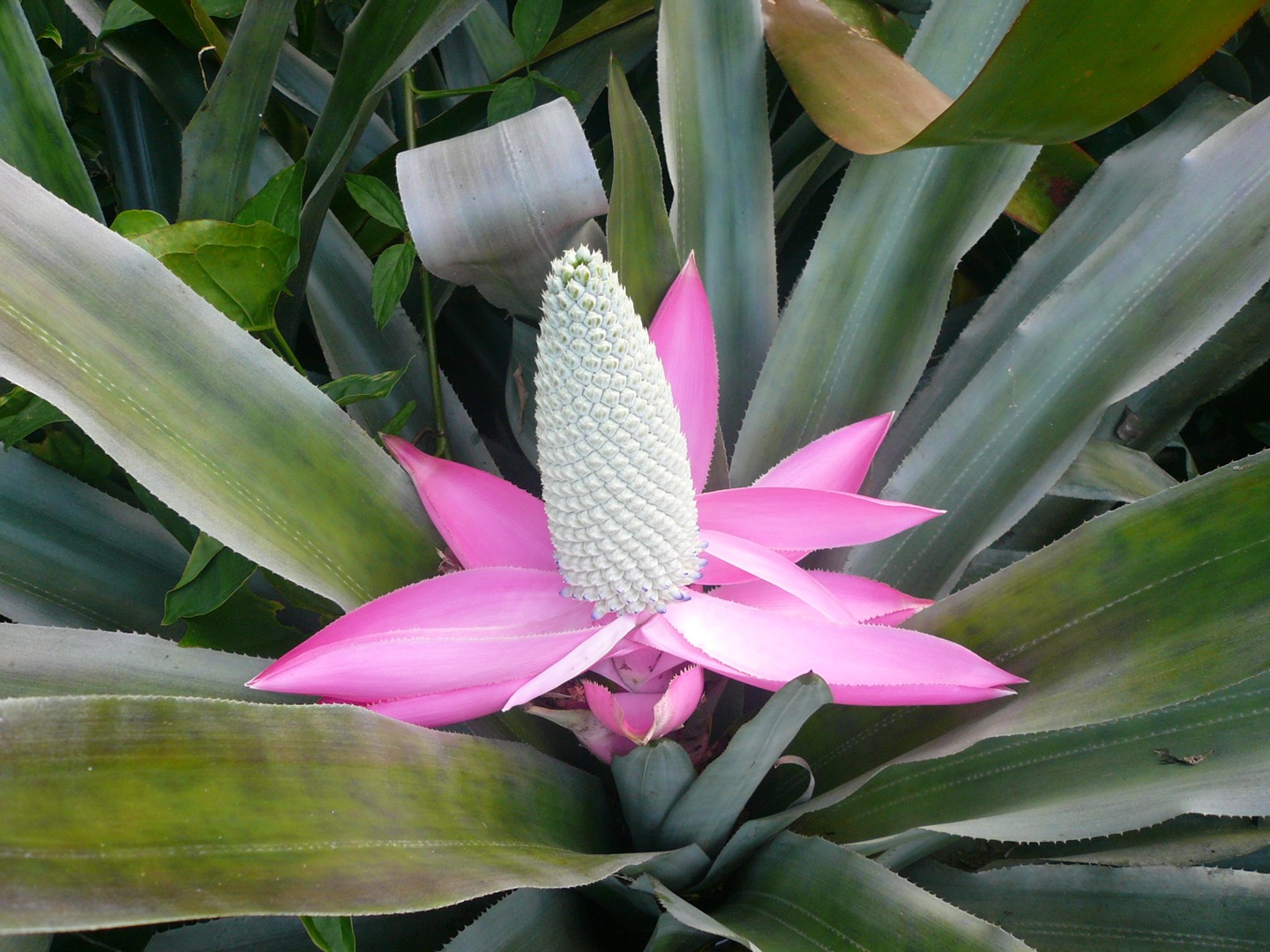 St Croix Virgin Islands Flower | Best Flower Site