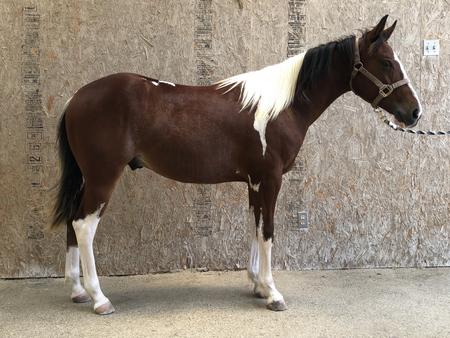 Horses for Sale | Whiskey Canyon Ranch