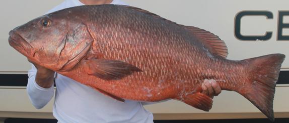 Cubera Snapper / Cubera