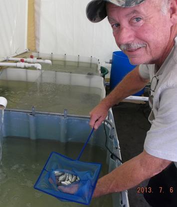 Mineral Springs Tilapia | Tilapia fingerlings for sale | Clean indoor ...