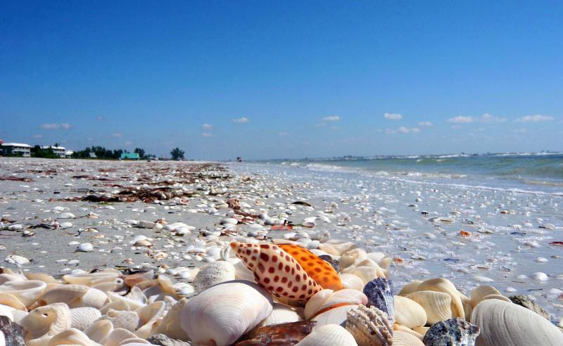 Island Time Dolphin, Shelling & Sunset Cruises - Charter Business ...