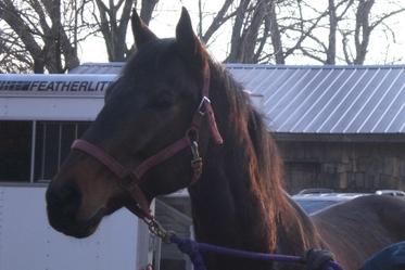 Meet The Horses - Horseback Riding Tipton Iowa City Cedar Valley Stables
