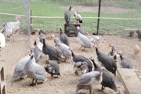 Turkeys and Guinea fowl for sale southwest of San Antonio.