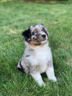 Idaho Black Pine Aussies - Mini Aussie, Miniature Aussies, Toy Aussies