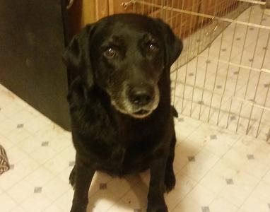 Home [www.sundancerlabs.com]