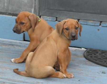 Rhodesian Ridgeback Puppies for Sale FL | Chioke Rhodesians