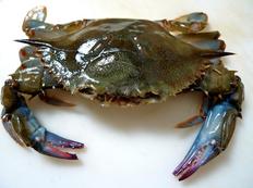 Home [www.tonyandsonsseafood.com]