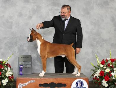 Boxers Dogs, Boxer Breed - Texas Boxer Pups - Cleveland, Tx