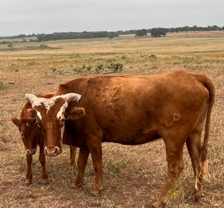 Texas Miniature Longhorn cattle for sale. Hobby Farm's fun!