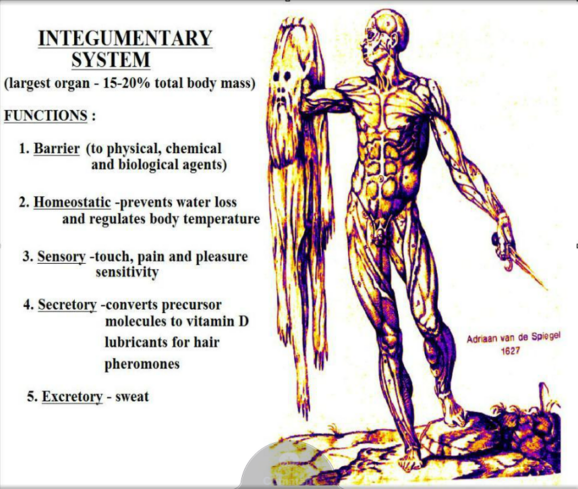Integumentary system
