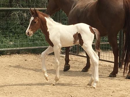 Horses for Sale | Whiskey Canyon Ranch