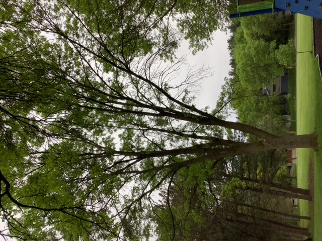 Adopt-a-Tree Program