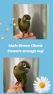 Midnight Parrot Parrot Available Babies, Macaws for sale, parrots for ...