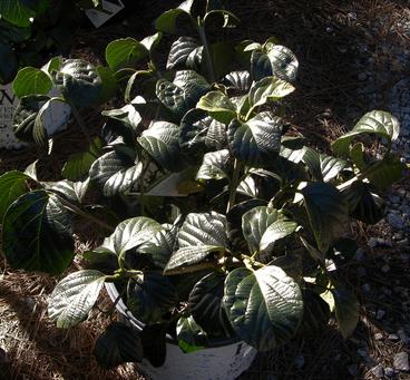 Plants available now