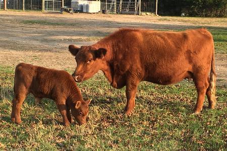 R54 Lowlines - Aberdeen Cattle Texas, Lowline Angus, Aberdeen Cattle