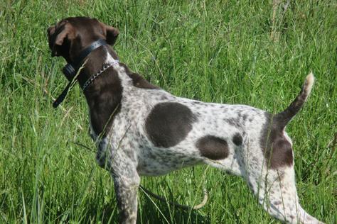 Dogs For Sale- German Shorthaired Pointers for sale by Muddy Creek Kennel.