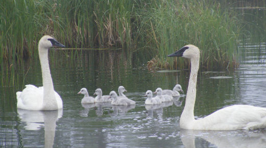 Trumpeter Swan Keepers