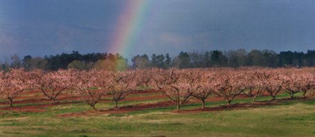 Ruston Peaches, Mitcham Farms, Peaches