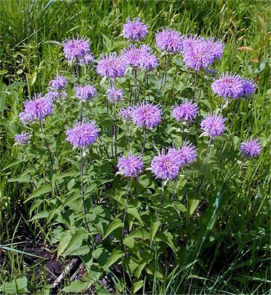 Monarda fistulosa - Bee Balm | Long Island Native Plant Nursery ...