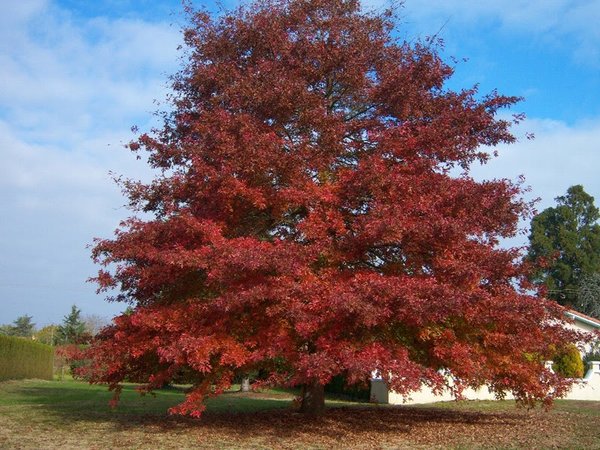 Quercus rubra - Red Oak | Long Island Native Plant Nursery - Native ...