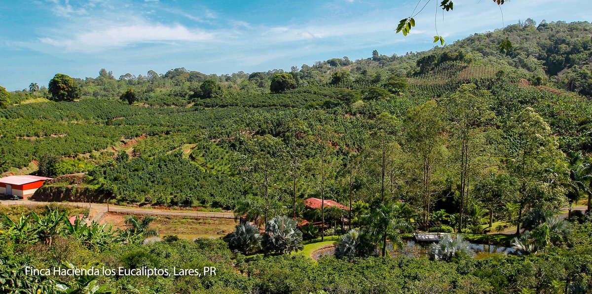 Cafe Oro de Puerto Rico