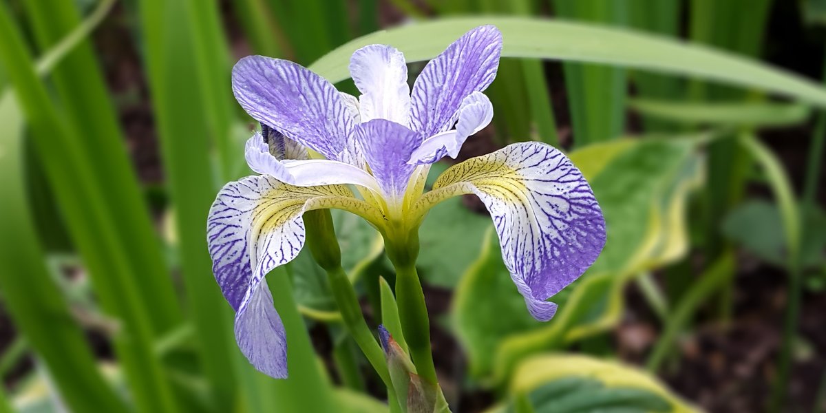Buy Iris - Bearded and Siberian Iris from The Manic Botanic®