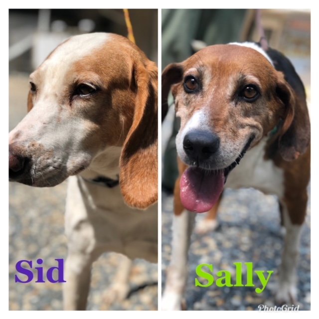 Humane Society of Calvert County