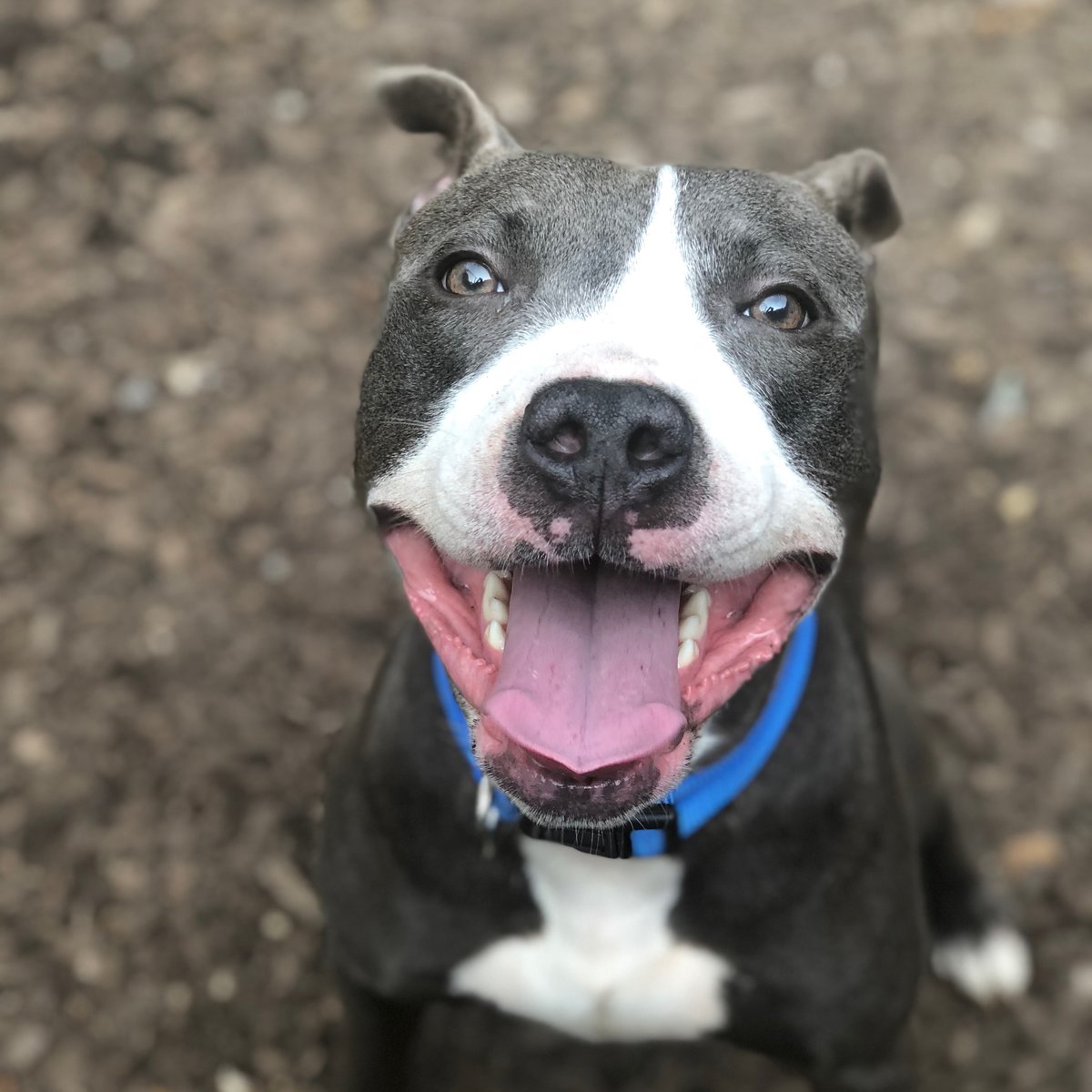 Humane Society of Calvert County