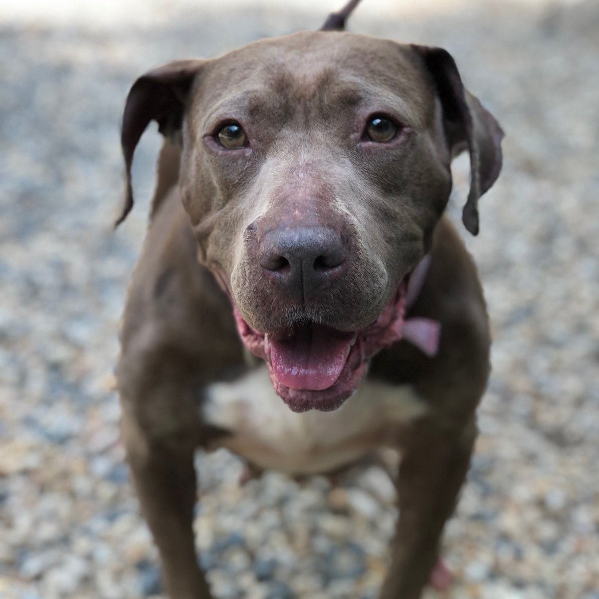 Humane Society of Calvert County