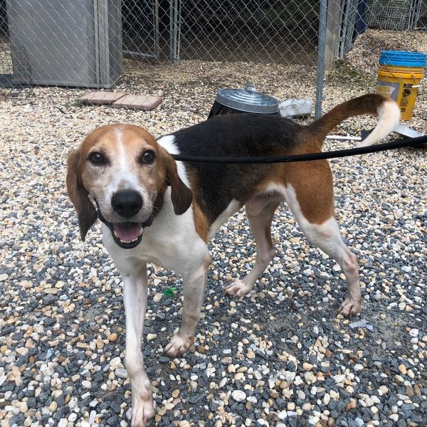 Humane Society of Calvert County