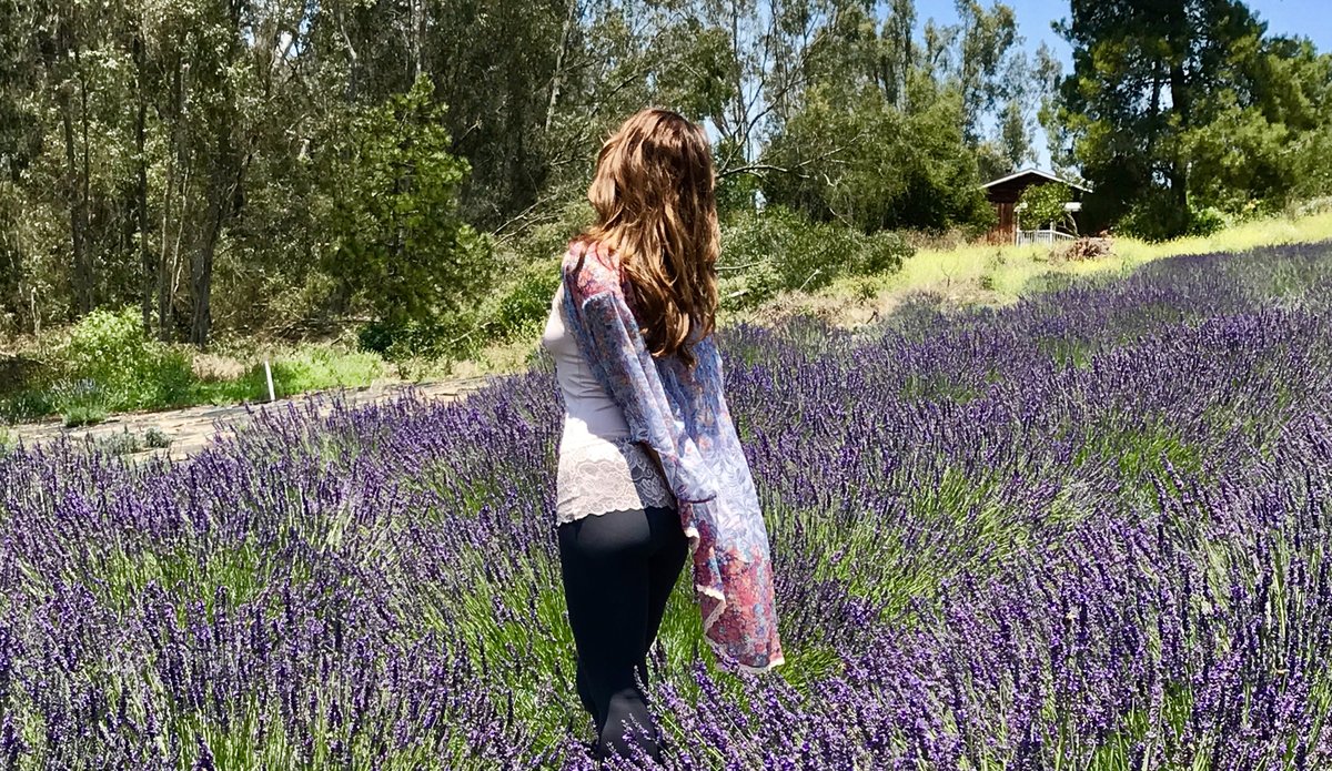 Purple Rain Lavender